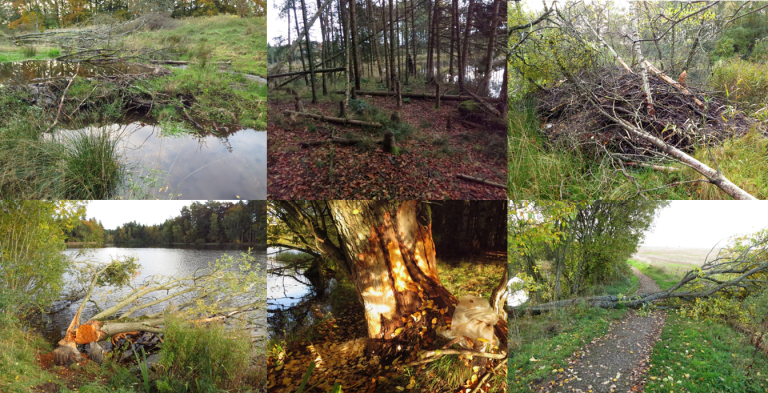 Beaver reintroduction impacts – Terrestrial Ecosystem Science & Services